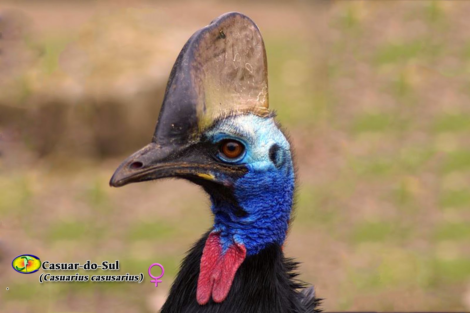 Zoologia: Casuar-do-Sul (Casuarius casuarius)